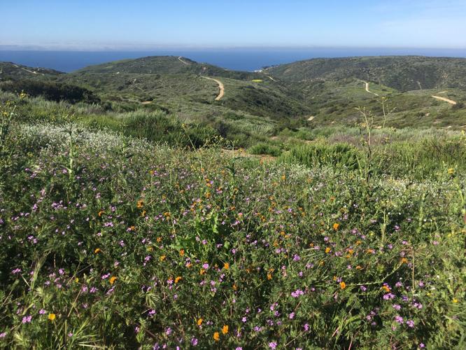 The Kibitzer | Opinion | lagunabeachindy.com