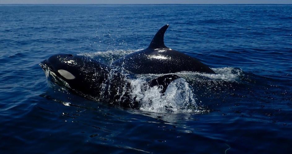 Local Photographer Captures Rare Orca Activity | News | lagunabeachindy.com