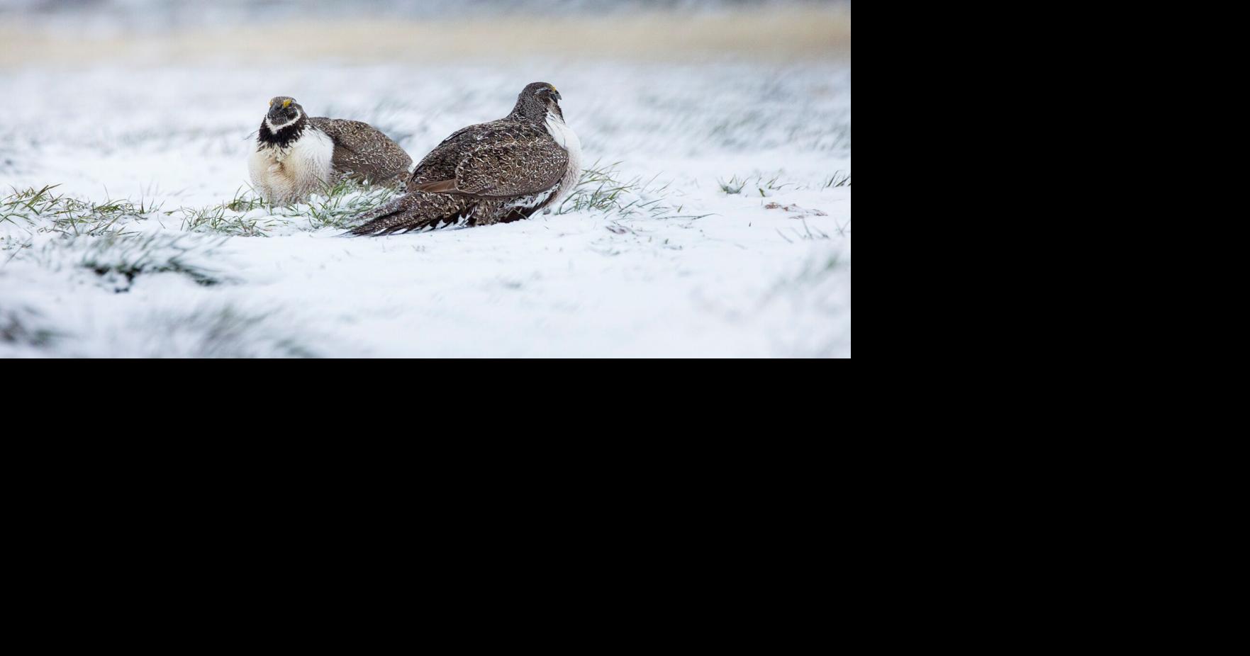 BLM proposes stronger greater sage-grouse conservation plans ...