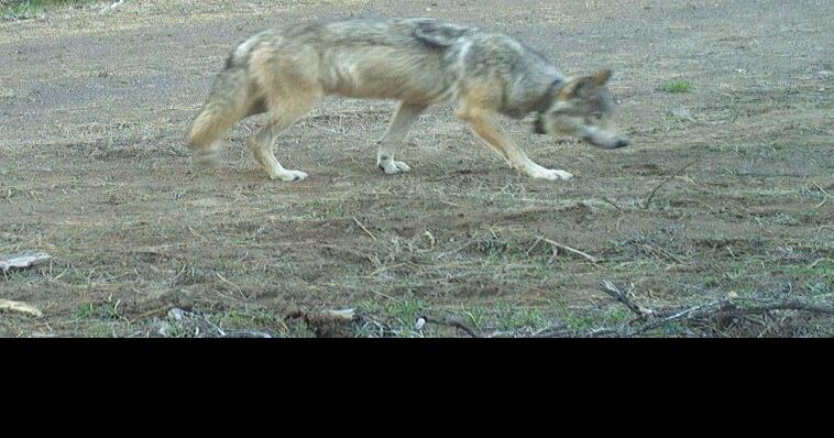 Wolves kill calf in Winter Rim area | Zoology | lakecountyexam.com