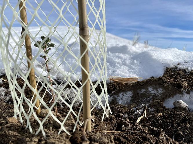 OHA volunteers help restore sagebrush habitat | News | lakecountyexam.com