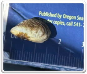 Single invasive quagga mussel found on shoreline of Prineville ...
