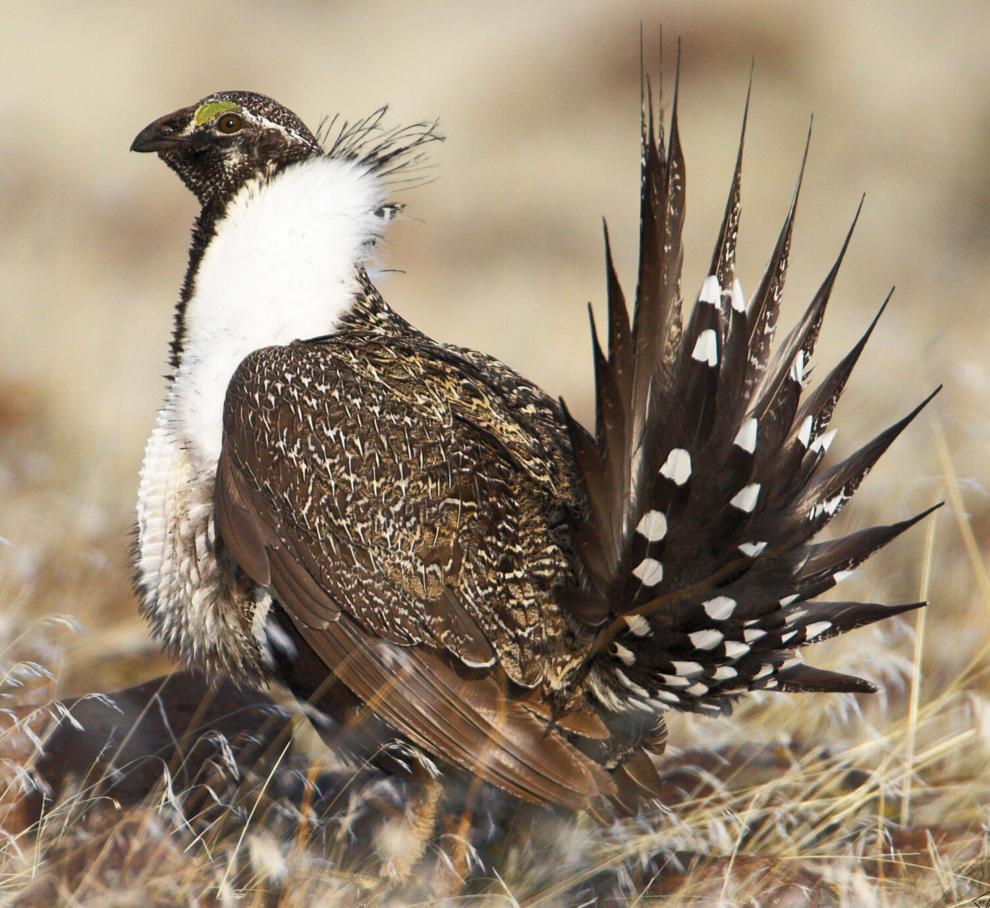 BLM releases new sage grouse plan | News | lakecountyexam.com