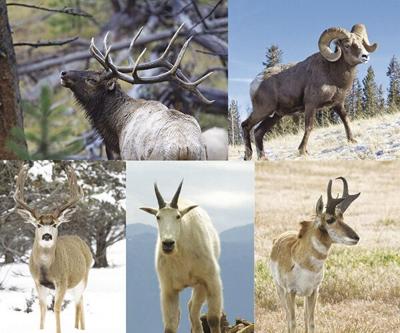 Deadline nears for controlled and premium hunts | | lakecountyexam.com