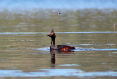 ODFW details wildlife viewing opportunities in Lake County ...