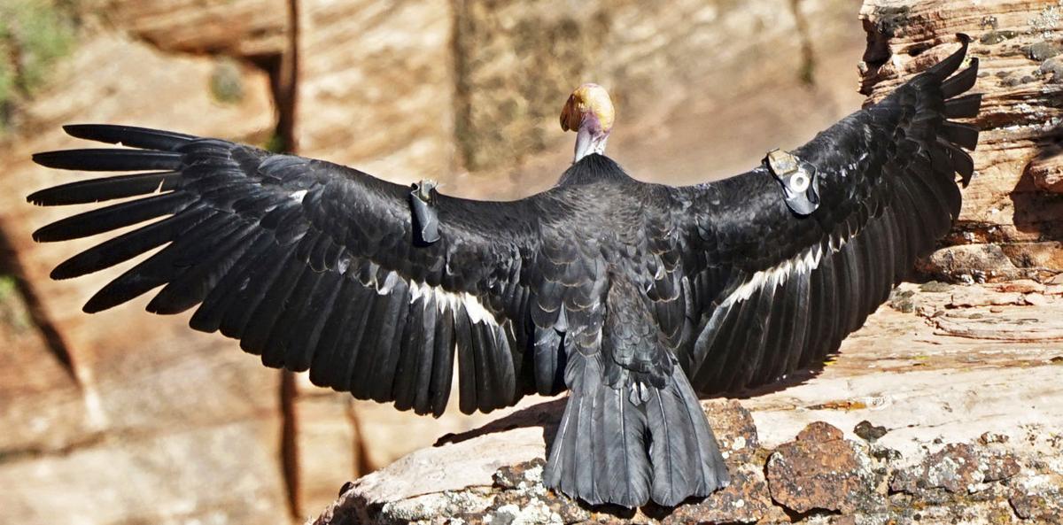 California Condor to be reintroduced across region | | lakecountyexam.com