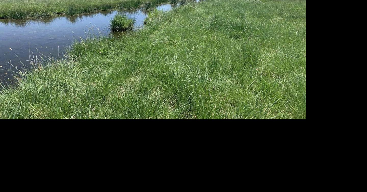 How new grant will improve local waterfowl habitat, aid ranchers ...