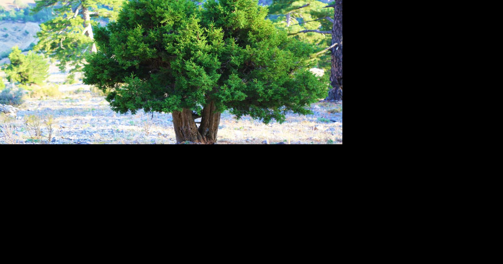 New website details issues of juniper encroachment | Internet ...