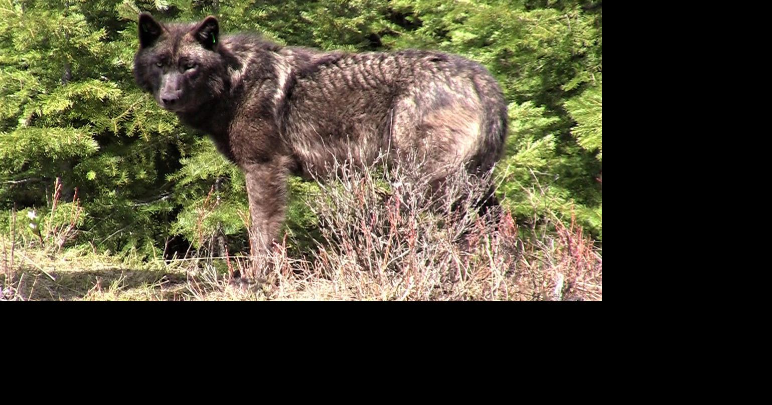 Jan. 14 lawsuit seeks to restore ESA wolf protections | News ...