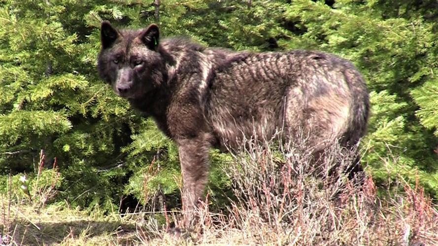Ranchers, lawmakers argue gray wolves pose threat as effort to de-list ...