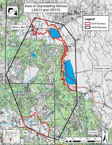 First southeastern Oregon wolf depredation since winter | News ...
