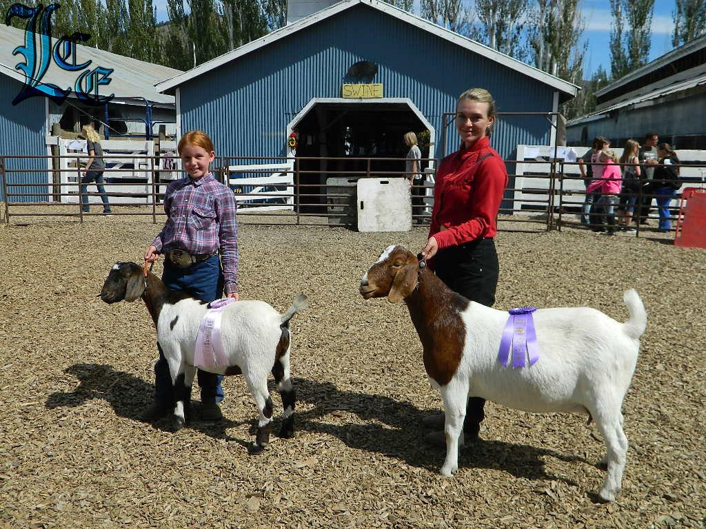 Fair returns to near normal | News | lakecountyexam.com