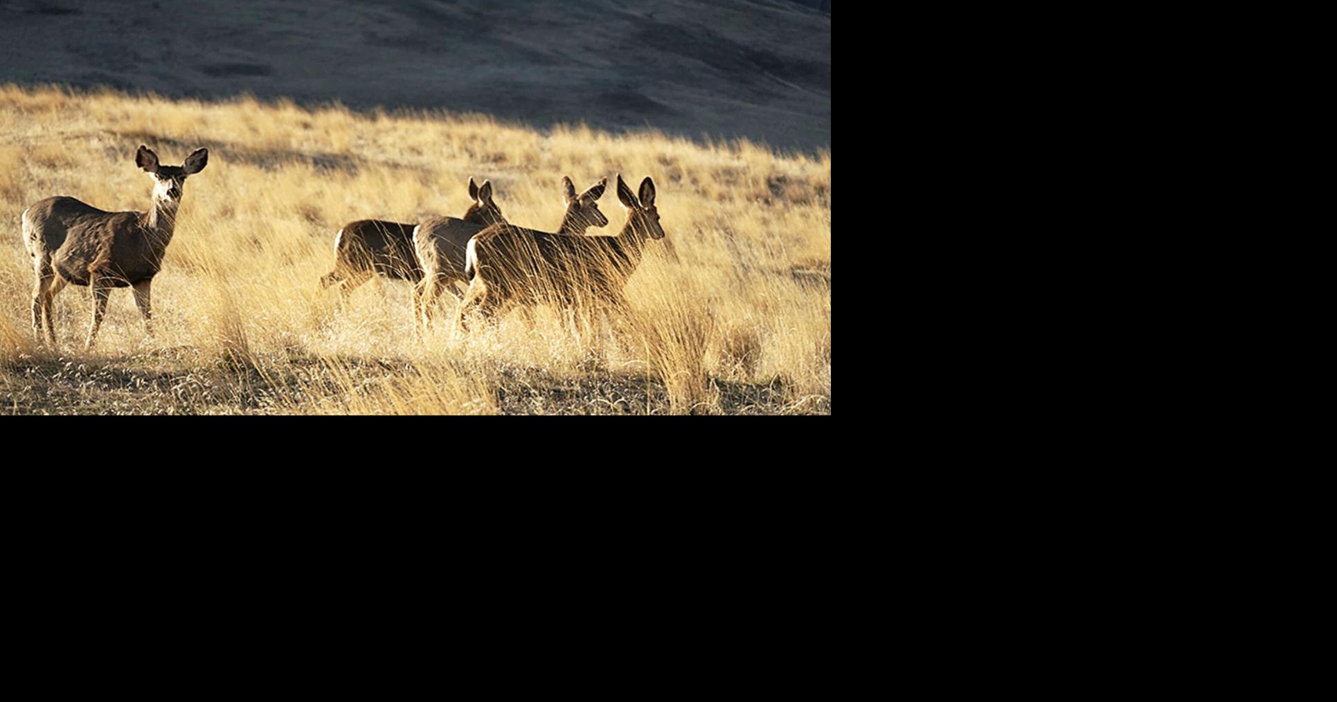 ODFW to host mule deer plan webinar Thursday | | lakecountyexam.com