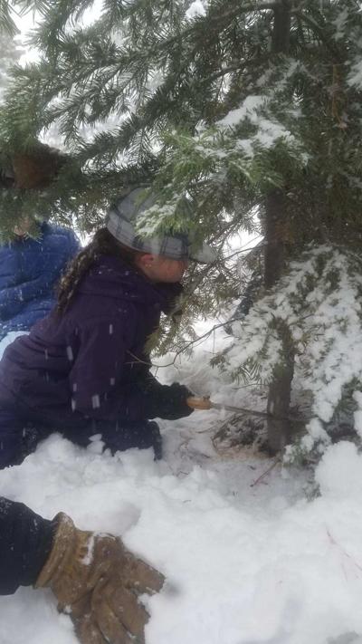 BLM Christmas tree permits on sale for $5 | Hunting | lakecountyexam.com