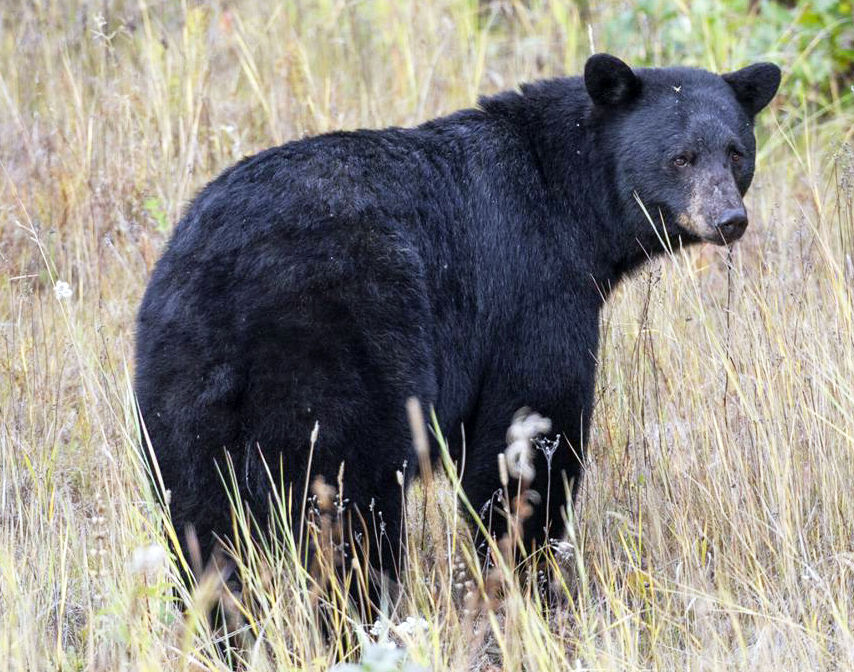 ODFW releases spring bear hunt report, tips | Sports | lakecountyexam.com