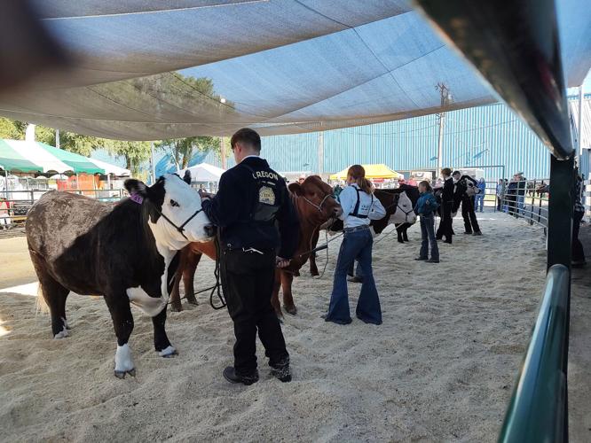 Fun at the Lake County Fair & Round-Up | | lakecountyexam.com