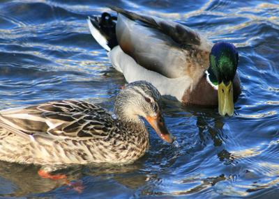 Increase in avian flu; waterfowl hunters should take precautions ...