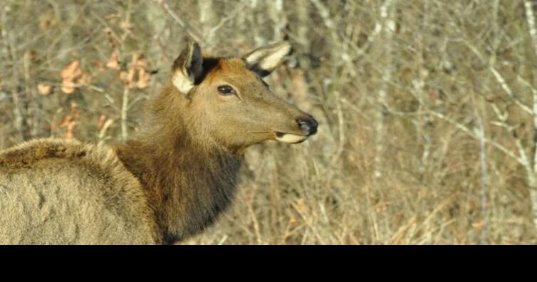 Hunting Antlerless Elk In Missouri: Conservation Department Opens ...