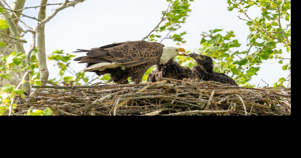 Missed Eagle Days At The Lake? See Missouri's Raptors Up-Close In Jeff ...