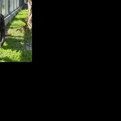 Movie Star Chimp 'Tonka,' Found At The Lake, Is Now Living Happily In ...