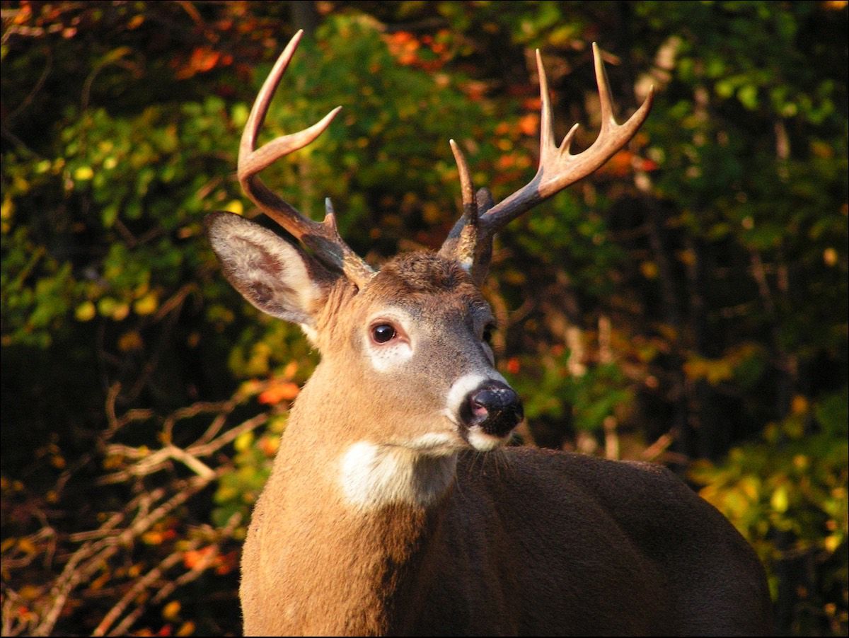 Hunter Reminder: Tag & Telecheck Your Deer And Turkey | Lake of the ...