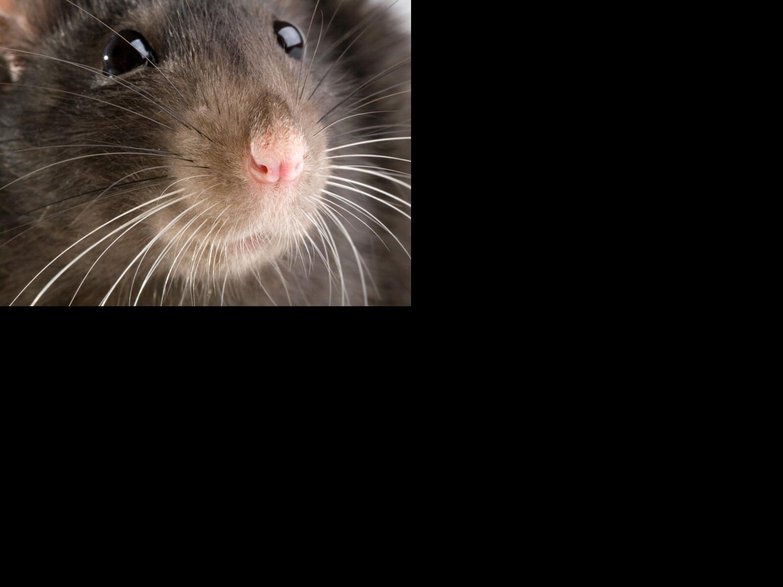 Rat Nose | | lakeexpo.com