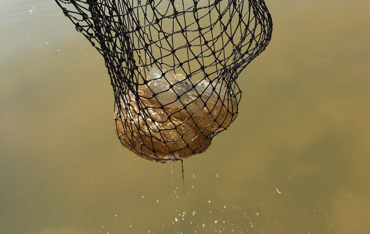 Living Blob Like A ‘Jellyfish, Shaped Like A Donut’ Surfaces Near Lake ...