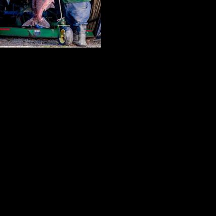 World-Record! Nearly 100-Pound Carp Caught On Mississippi River ...