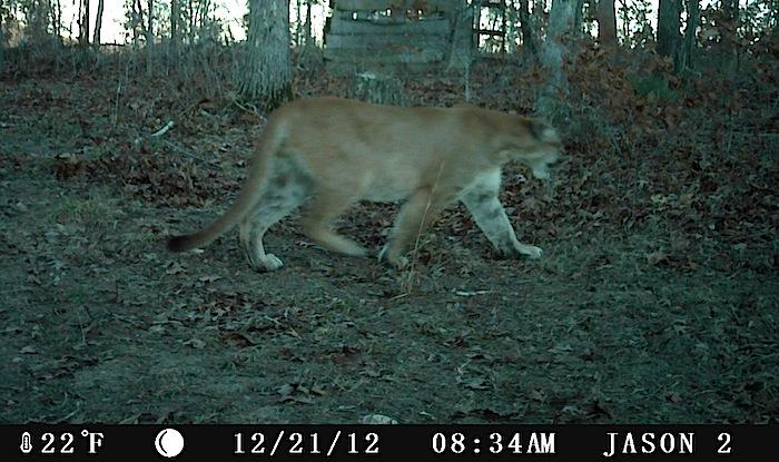 Mountain Lion photograph confirmed from Van Buren, Mo. | Lake of the ...