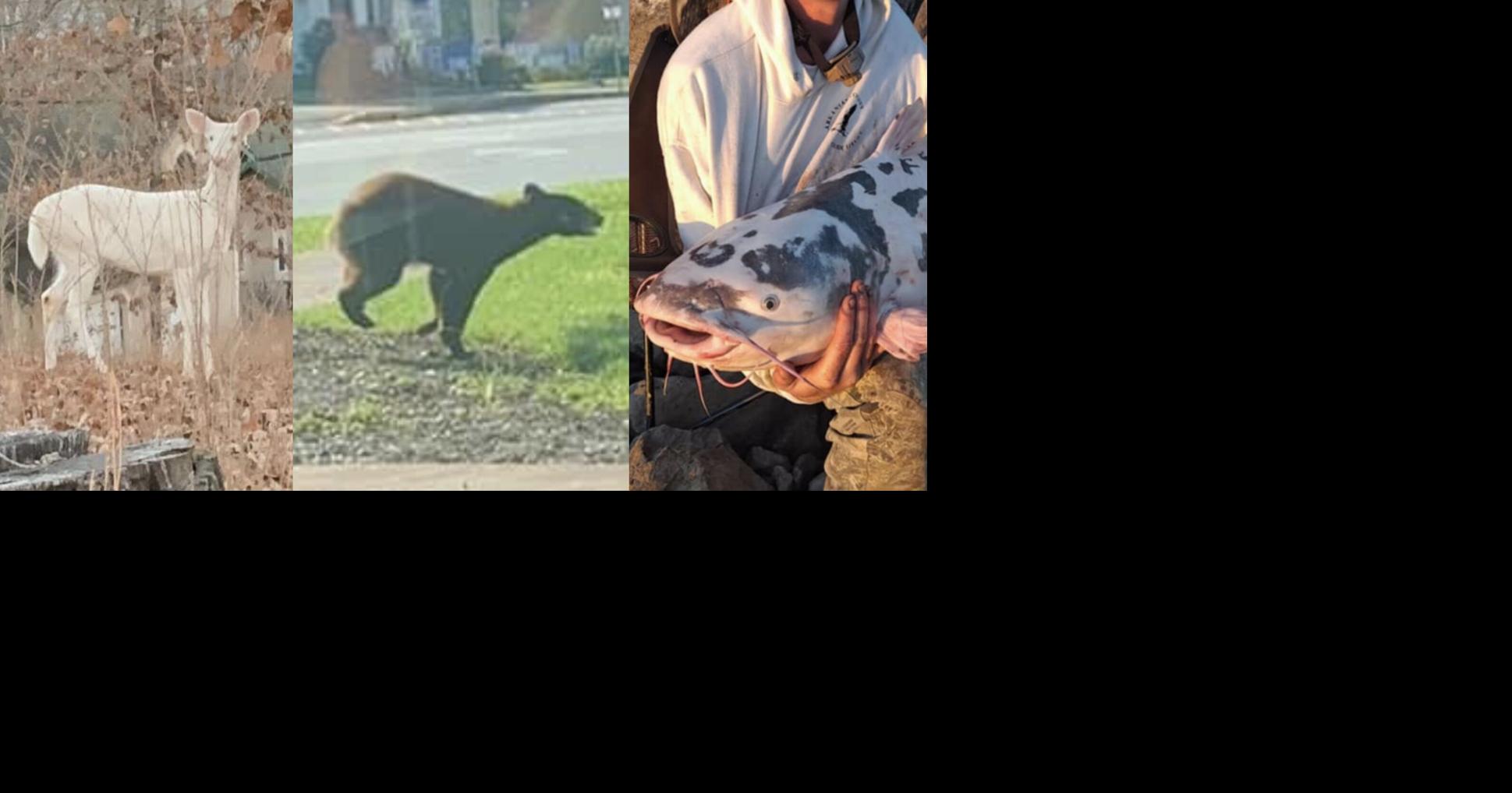 Wild Ozarks! Here Are The Most Fantastic Critter Tales From Missouri In ...