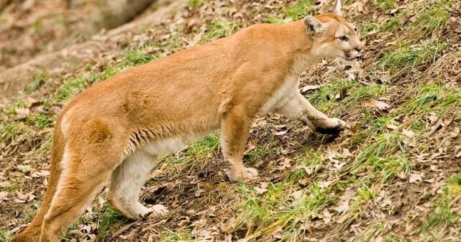 Mountain Lion Seen Prowling Lake Of The Ozarks Neighborhood | Lake of ...