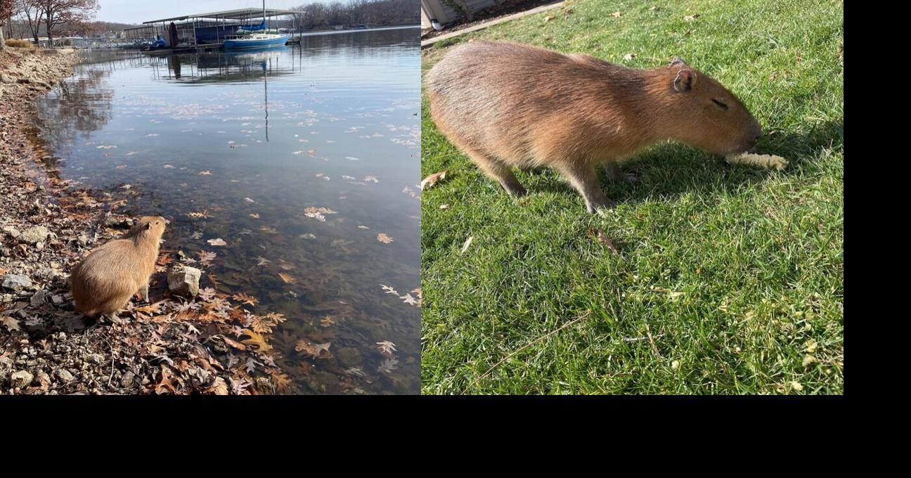 Capybara On The Loose (Again!) At Lake Of The Ozarks | Lake of the ...