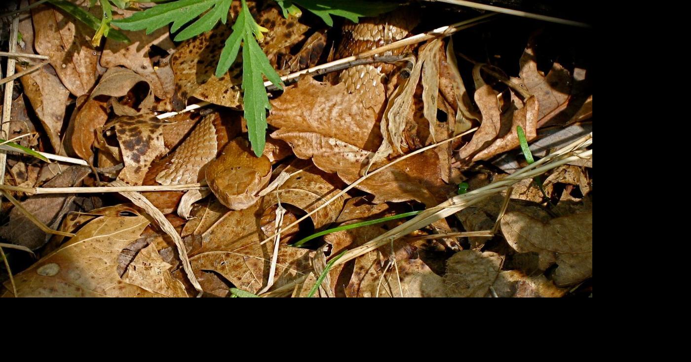 Copperhead Secrets! MO Conservation's Wild Webcast Focusing On The ...