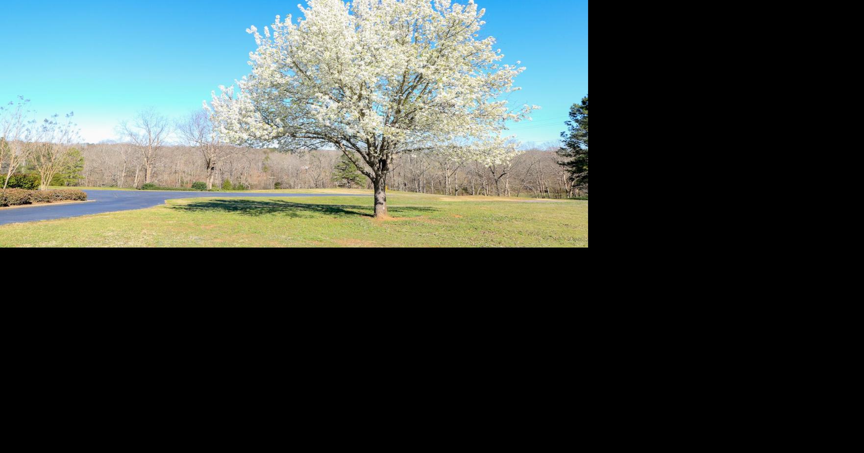 Have Invasive Pear Trees? Cut Them Down & Get A Free Native Tree ...