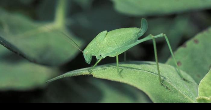 Missouri's Loudest Insect Joins In Summer's Chorus | Fishing & Hunting ...