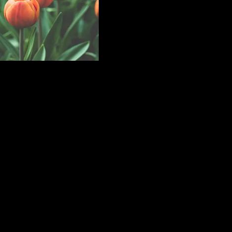 Regina Chadwick (February 4, 1949 - April 4, 2024) | Obituaries – Lake ...