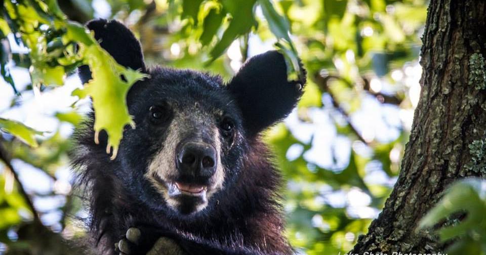 New Black Bear Map Will Tell The Story Of Missouri Bears, While ...