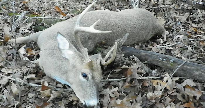 Managed Deer Hunts Now Available At Lake Of The Ozarks | Lake of the ...