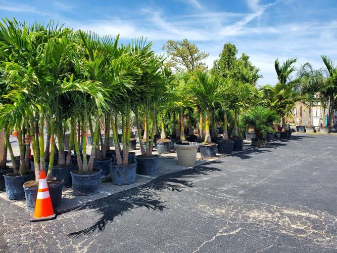 Ready To Make Your Lake Home Tropical? Head To Florida Direct Palm ...