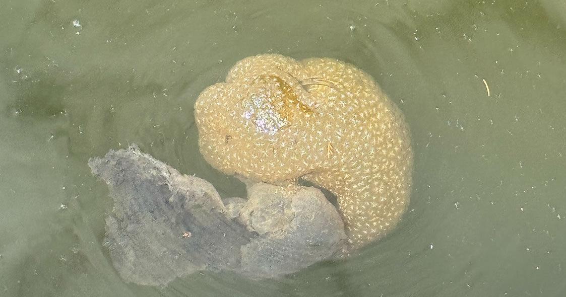 The Blob Returns! Boaters Are Buzzing About Strange Creatures Floating ...