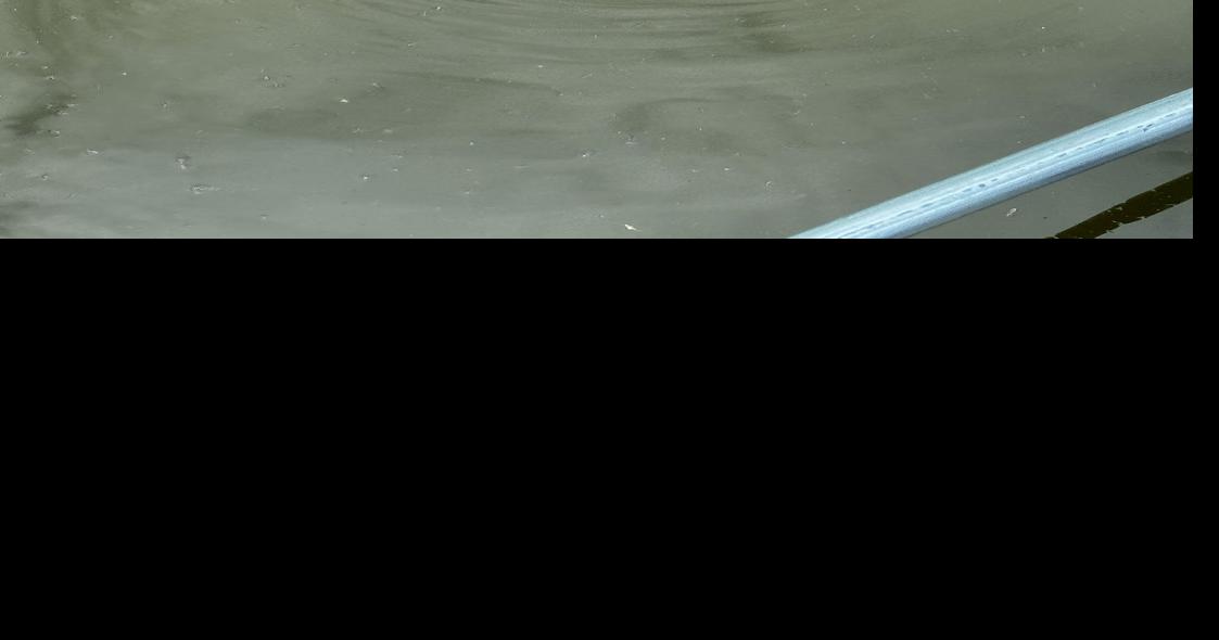 The Blob Returns! Boaters Are Buzzing About Strange Creatures Floating ...
