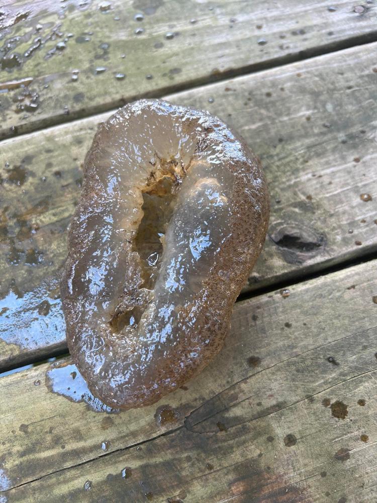 The Blob Returns! Bizarre Creatures Surfacing At Lake Of The Ozarks Are ...