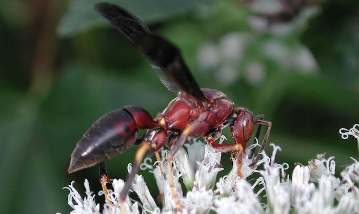 Dablemont: Red Wasps, Yellow-Jackets And Black Vultures | Lake of the ...