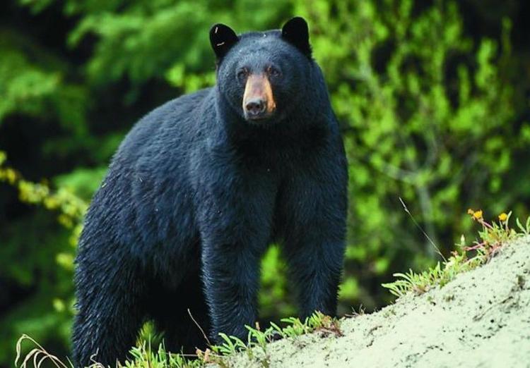 Be Bear-Aware At Lake Of The Ozarks! Here's What To Know As Black Bears Become Active | Lake of ...