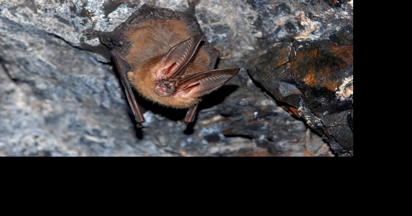 The Cave-Loving And Endangered Ozark Big-Eared Bat | Lake of the Ozarks ...