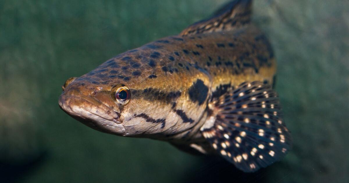Invasive Asian Fish That Breathes Air & 'Walks' Is Found In Missouri ...