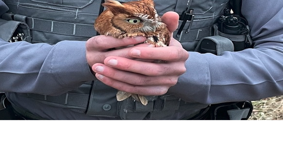 Owl Returned To The Wild By The Conservation Agent That Saved Him ...