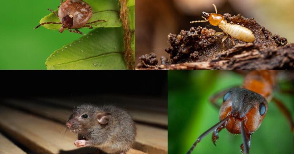 4 Pests That Drive Lake Homeowners Crazy (And How To Keep Them At Bay ...