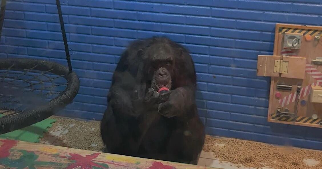 Another Chimp Found In 'Chimp Crazy' Tonia Haddix’s Basement, As Legal ...