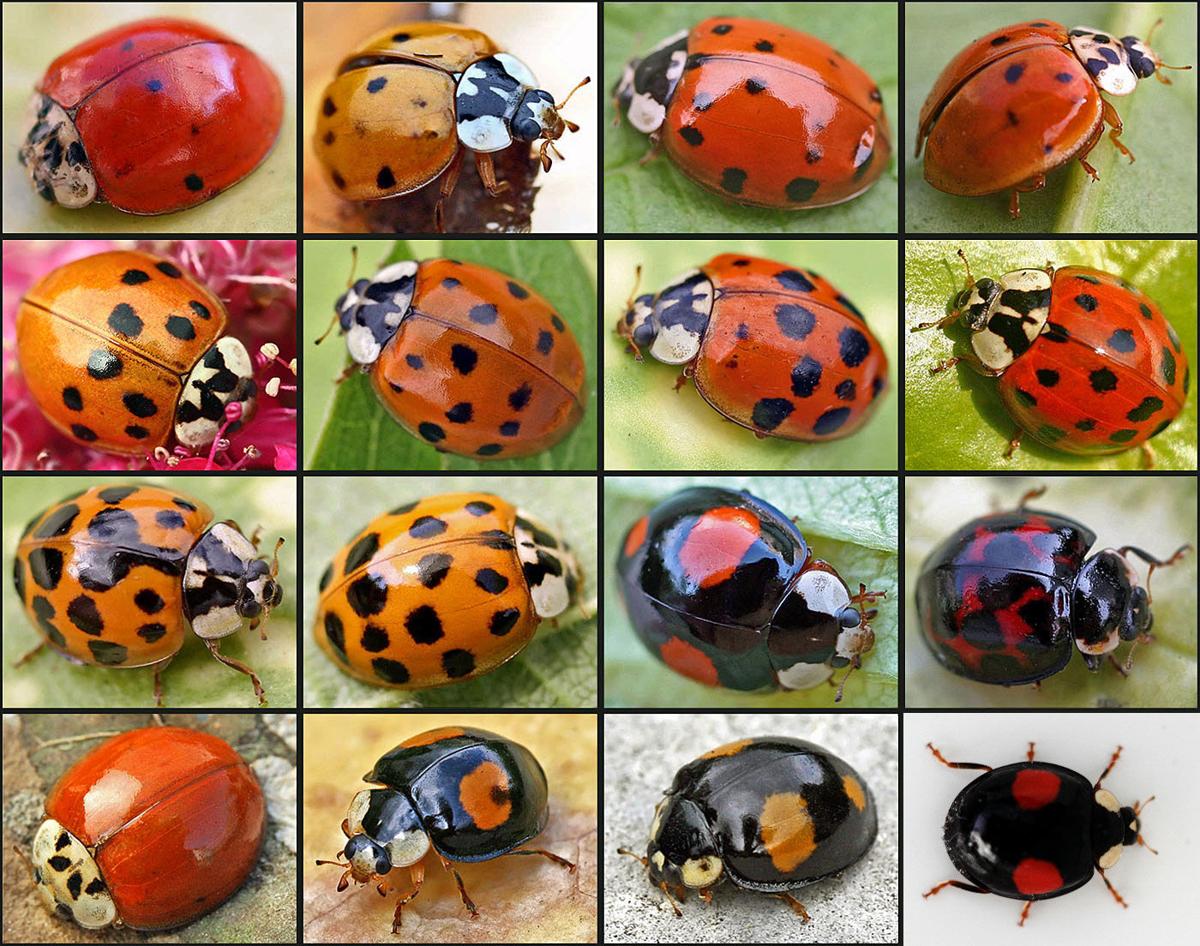 ladybug top 10